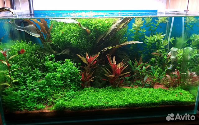 Аквариумные растения из домашнего травника