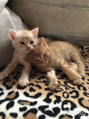 Котёнок