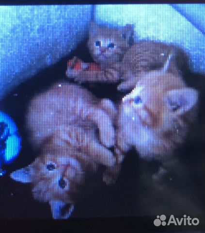 Рыжие котята девочки в добрые руки