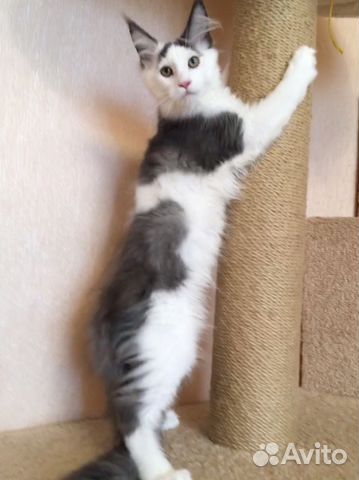 Котик Ламар необычного окраса