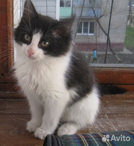 Пушистый котенок