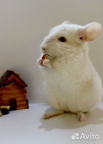 Эбони белый девочка Шиншилла