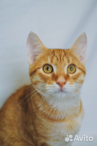 Рыженький котик Эрик 8 месяцев в добрые руки
