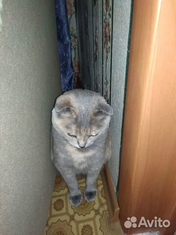 Отдам британскую вислоухую кошку