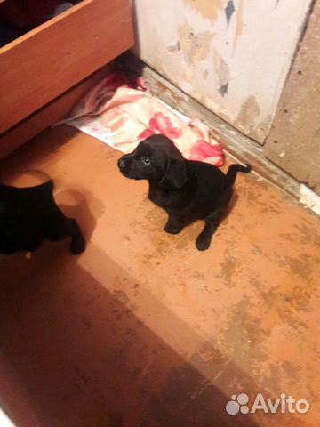 Продам щенка лабрадора