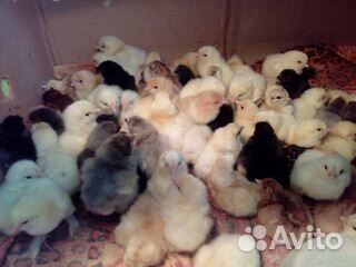 Цыплята Брама, орпингтон помесные