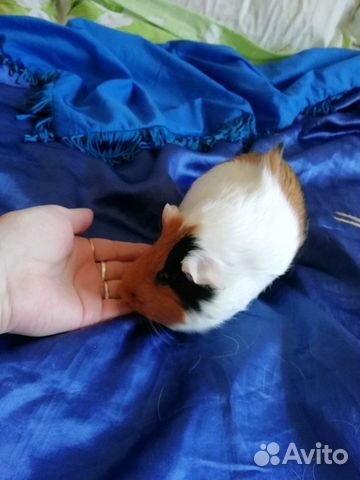 Морская свинка