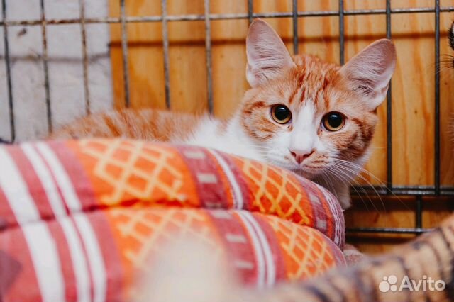 Платона ищет дом