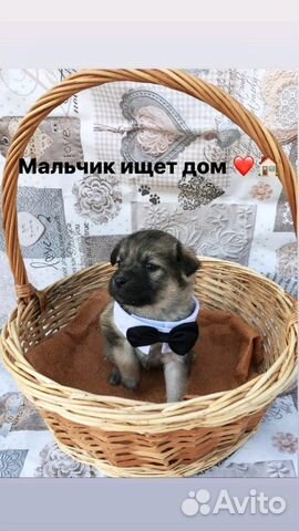 Щенки мальчики ищют свой дом