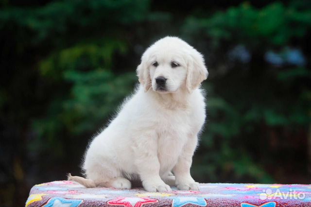 Шикарная девочка золотистого ретривера