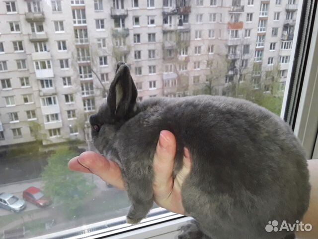 Кролик карликовый рэкс