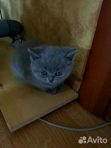 Котята британские