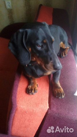 Вязка с таксой