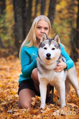 Вязка кобеля сибирской хаски. фотосессиис хаски