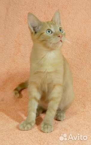 Отдам котенка