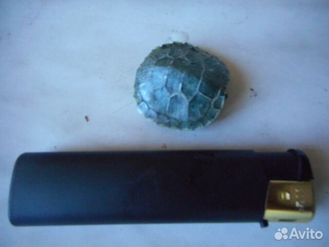 Черепашёнок очень маленький-и дом