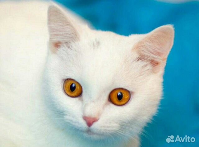 Белоснежный котенок Рафаэлька