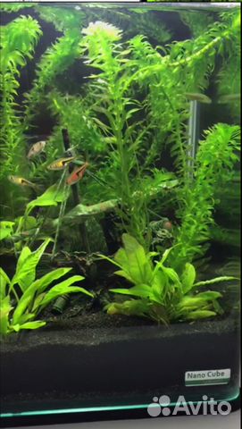 Отдам бесплатно рыбок