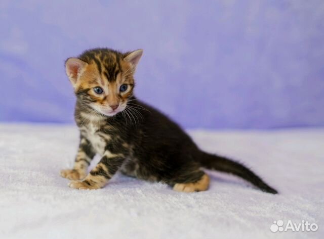 Малышка Черная Дива