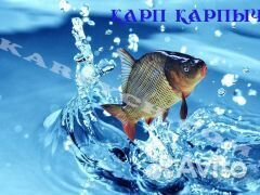 Зарыбление, живая рыба,карп, малек