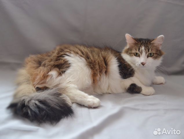Кошка Лиза