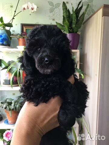 Пудель миниатюрный