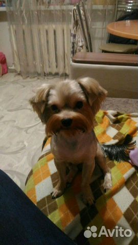 Йоркширский терьер