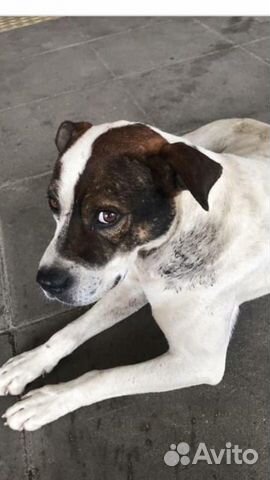 В добрые руки