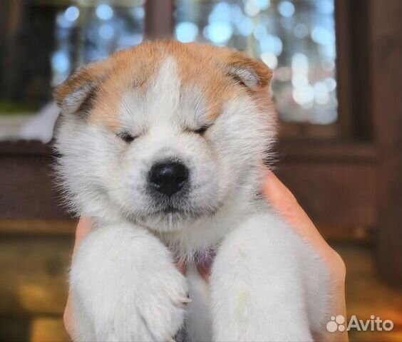 Щенок Акита