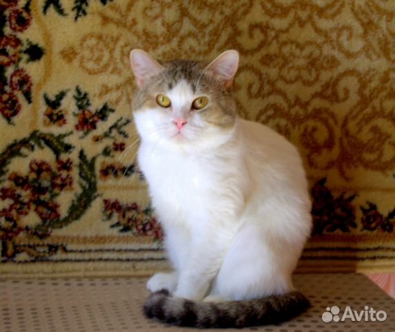 Молодой шотландский котик в дар