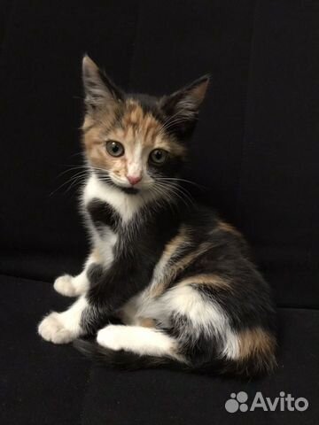 Трехцветный котёнок приносящий удачу в дар