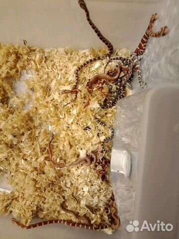 Маисовый полоз