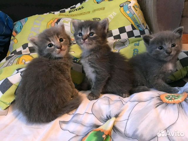 Котята в добырые руки