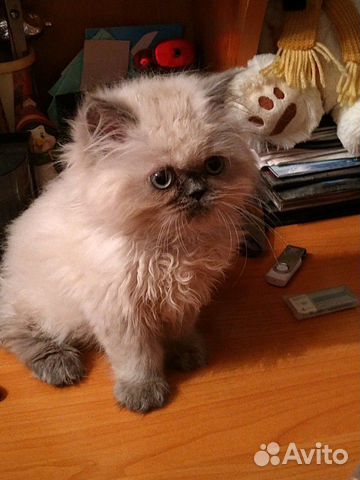 Персидская