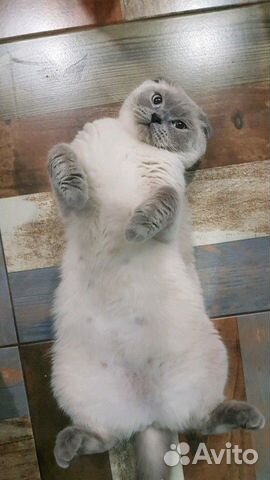 Кошка шотландка