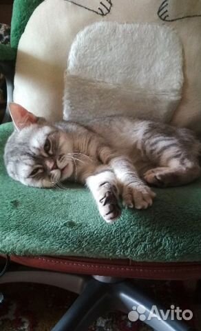 Британочка