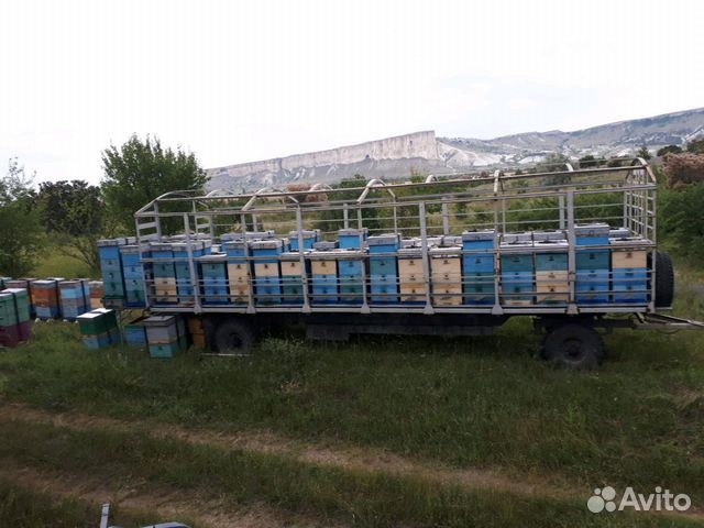 Продаю пчелосемьи на 10 рамок