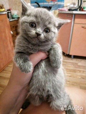 Британцы котята ищут хозяина
