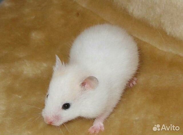 Хомяк сирийский