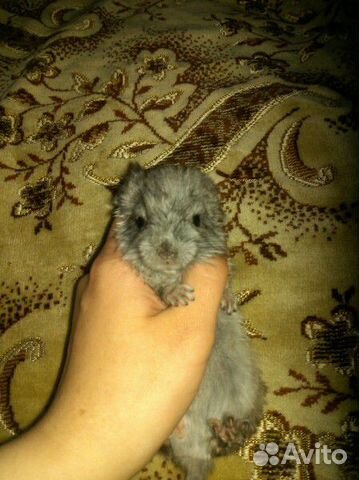 Шиншиллята