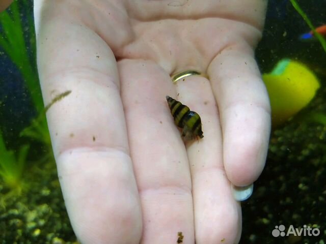 Улитка хелена