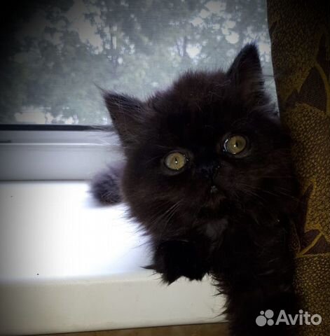 Персидские котята