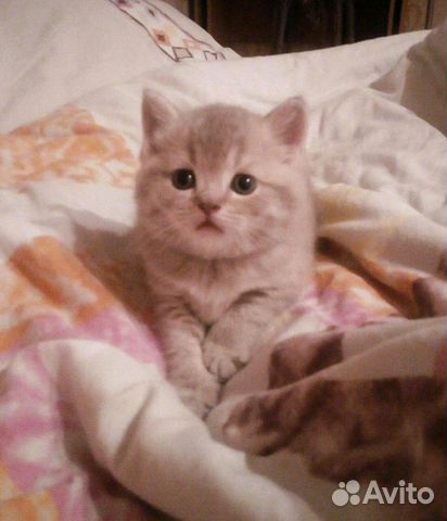 Британские котята