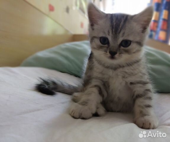 Котята шотландцы