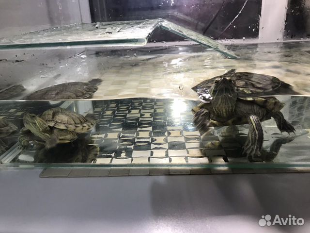 Продам 2х красноухих черепах с террариумом