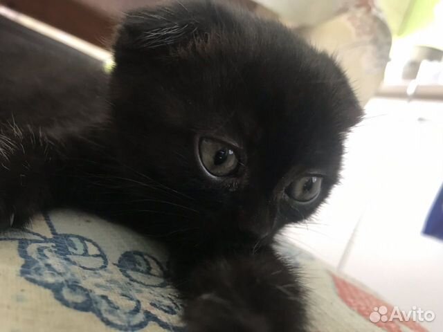 Придам вислоухого котёнка