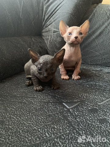 Продам котят канадского сфинкса