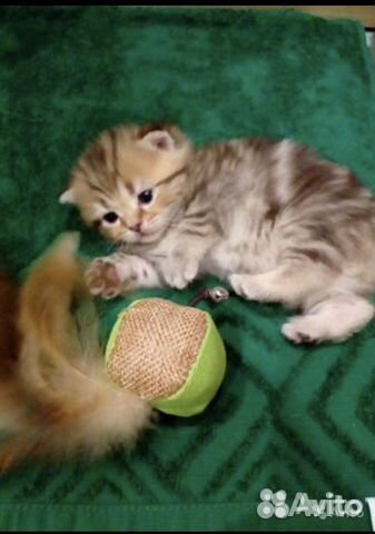 Шотландская мраморная кошечка