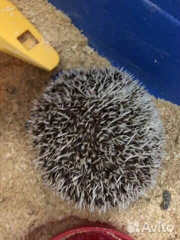 Продам ежа