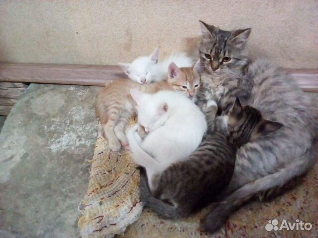 Очаровашки ищут новый дом